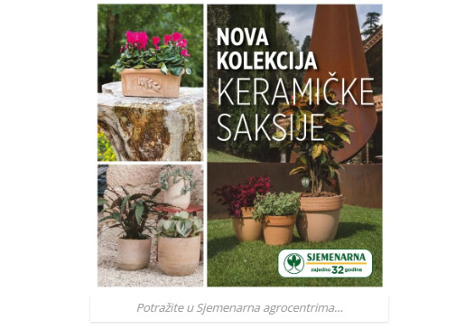 Kako poboljšati urod masline? - Stolac.co